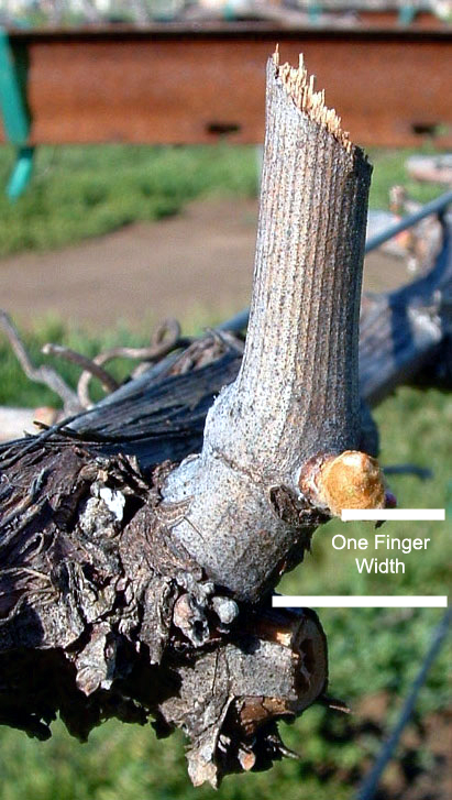 Optimized Pruning Using Spurs on Cordon Trained Grapevines | Lodi Growers