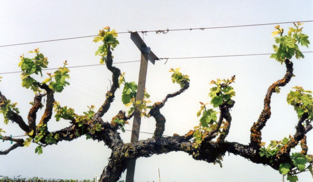 Optimized Pruning Using Spurs on Cordon Trained Grapevines | Lodi Growers