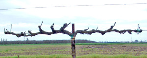 Optimized Pruning Using Spurs on Cordon Trained Grapevines | Lodi Growers