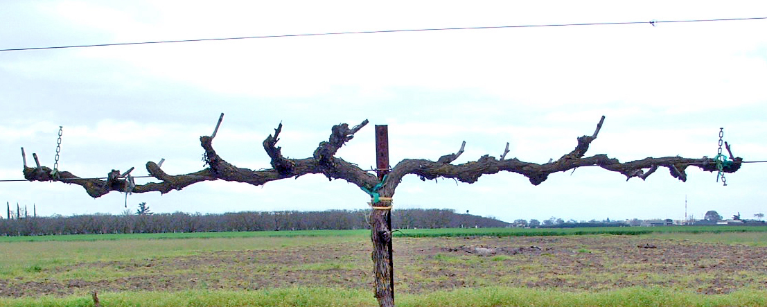 Optimized Pruning Using Spurs on Cordon Trained Grapevines | Lodi Growers