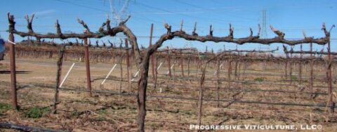 Optimized Pruning Using Spurs on Cordon Trained Grapevines | Lodi Growers