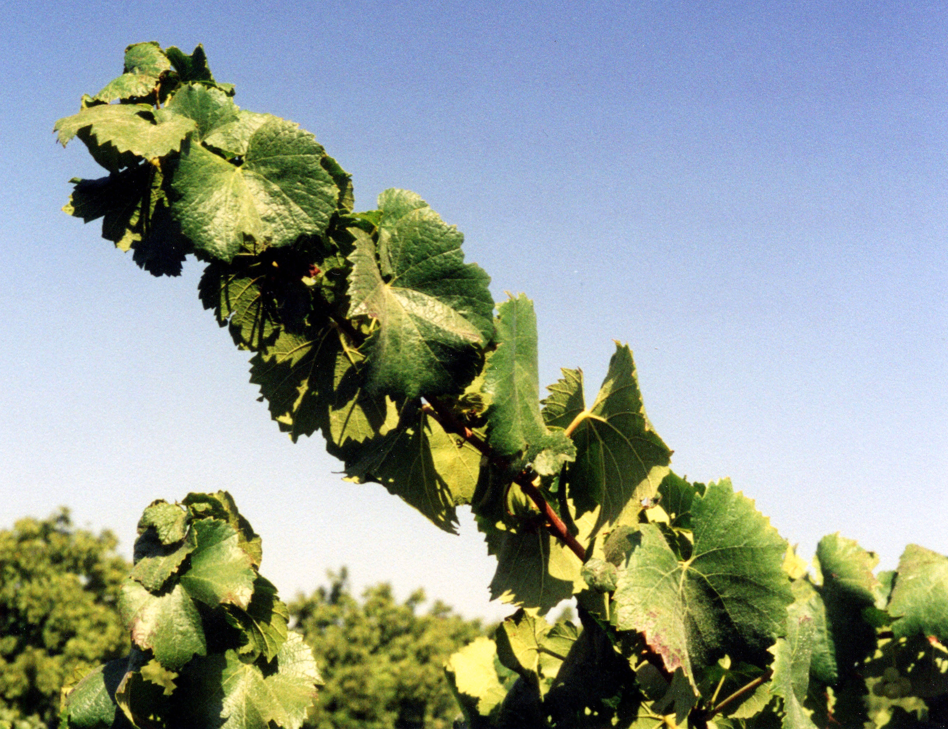 Regulated Deficit Irrigation – Part I | Lodi Growers