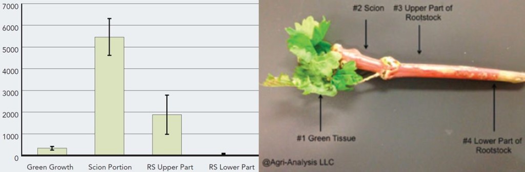 Red Blotch Disease and the Virus Status of CDFA-certified Grapevine ...