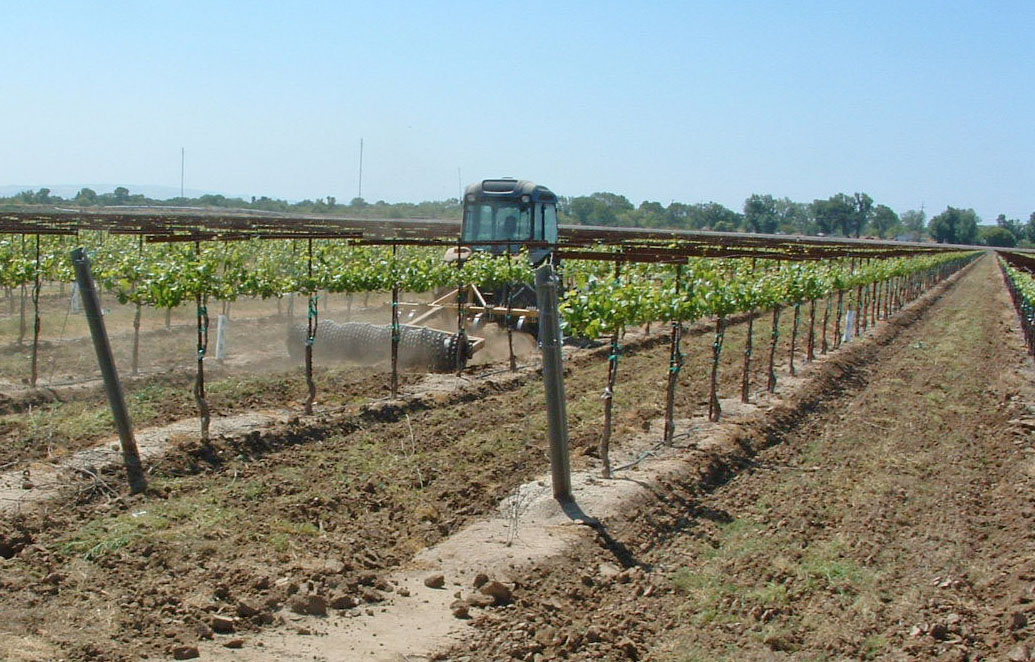 Considerations for Dry Farming Wine Grapes | Lodi Growers