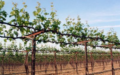 VINEYARD DESIGN & MANAGEMENT FOR MAXIMUM EFFICIENCY | Lodi Growers