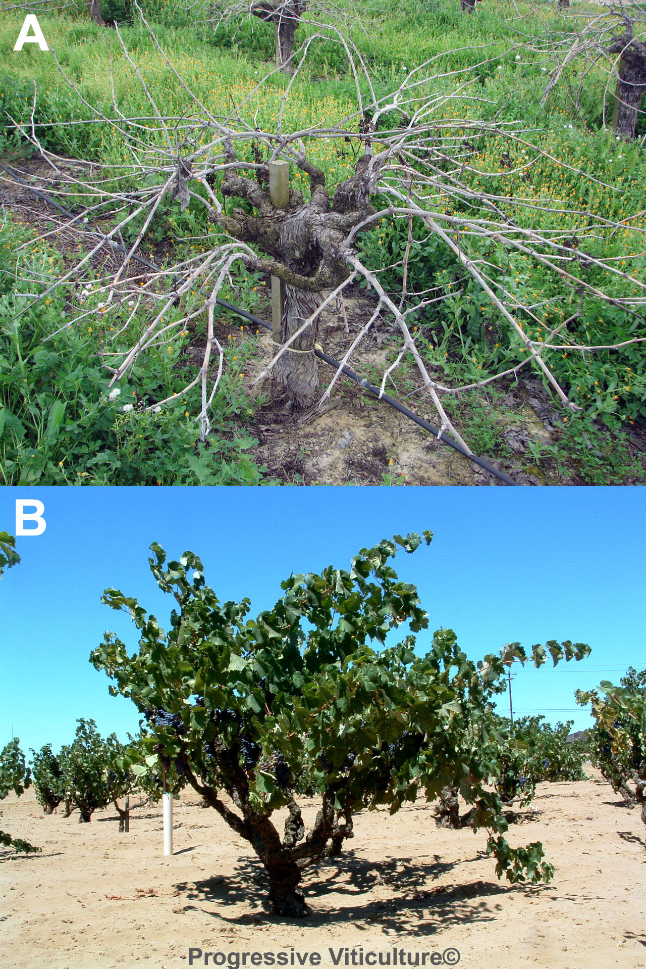 OPTIMIZING HEAD TRAINED VINEYARDS | Lodi Growers