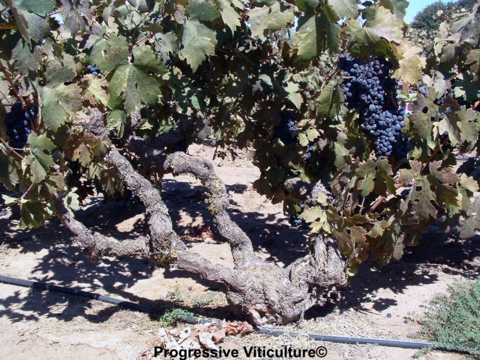 OPTIMIZING HEAD TRAINED VINEYARDS | Lodi Growers