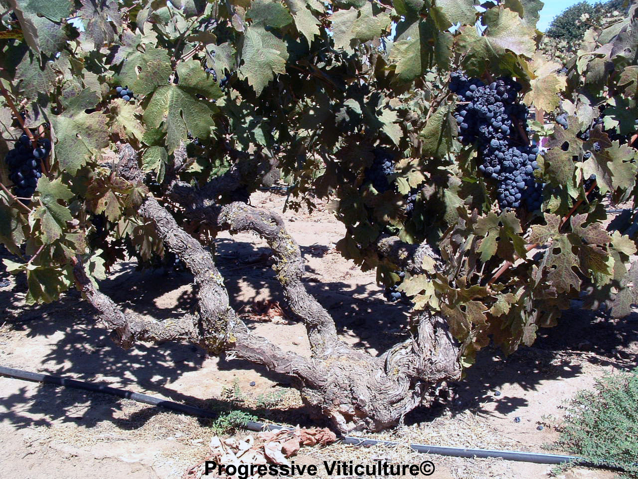 OPTIMIZING HEAD TRAINED VINEYARDS | Lodi Growers