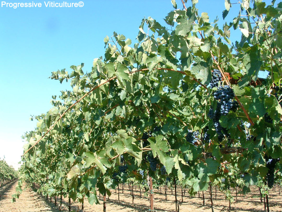 VINE GROWTH CAPACITY AND HORIZONTALLY DIVIDED VINES | Lodi Growers