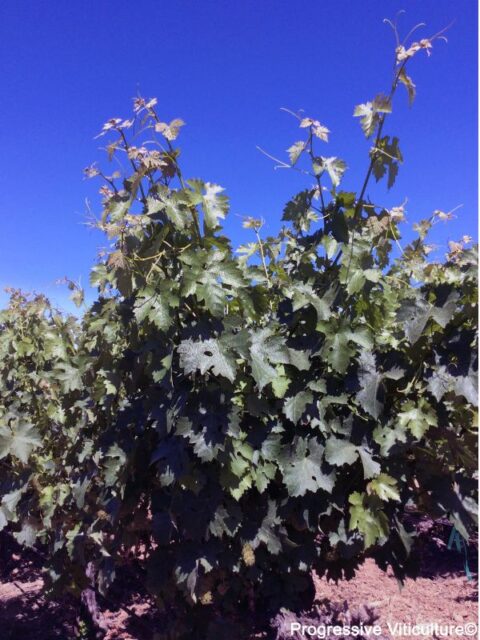 VINE GROWTH CAPACITY AND HORIZONTALLY DIVIDED VINES | Lodi Growers