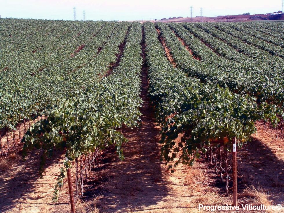 VINE GROWTH CAPACITY AND HORIZONTALLY DIVIDED VINES | Lodi Growers