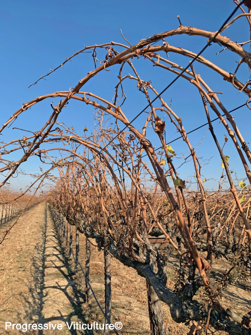 DORMANT SEASON VINEYARD MANAGEMENT. | Lodi Growers