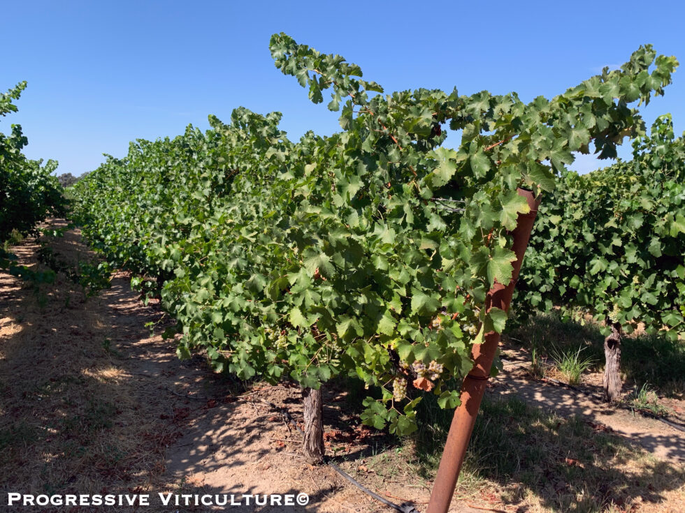 VARIETY FOCUS: MANAGING SAUVIGNON BLANC | Lodi Growers