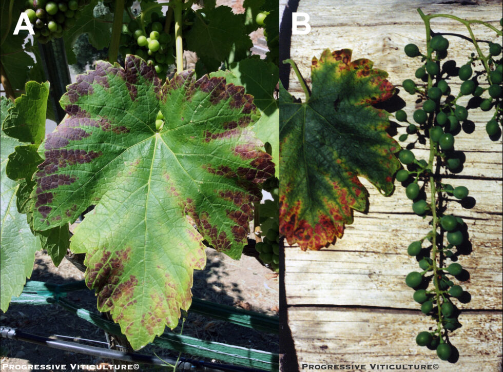 FOLIAR SYMPTOMS OF MINERAL NUTRIENT PROBLEMS | Lodi Growers