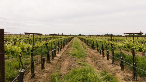 SYSTEMATIC VINEYARD MONITORING FOR EFFECTIVE VINEYARD MANAGEMENT | Lodi ...