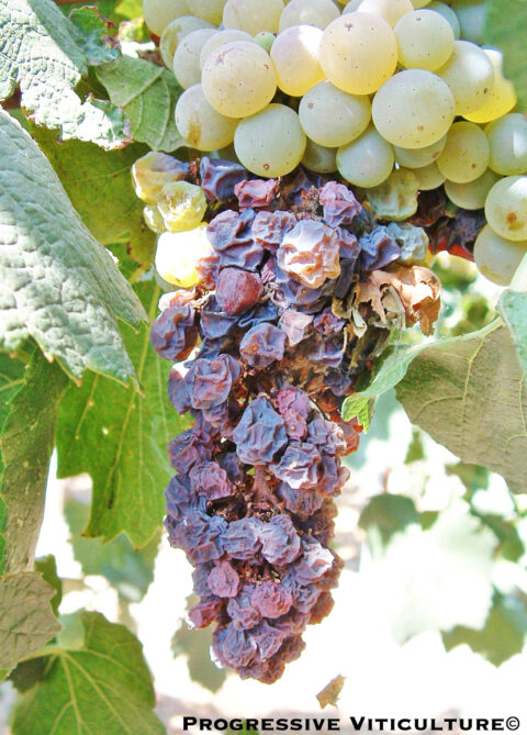 INTEGRATED BUNCH ROT MANAGEMENT FOR WINEGRAPE VINEYARDS | Lodi Growers
