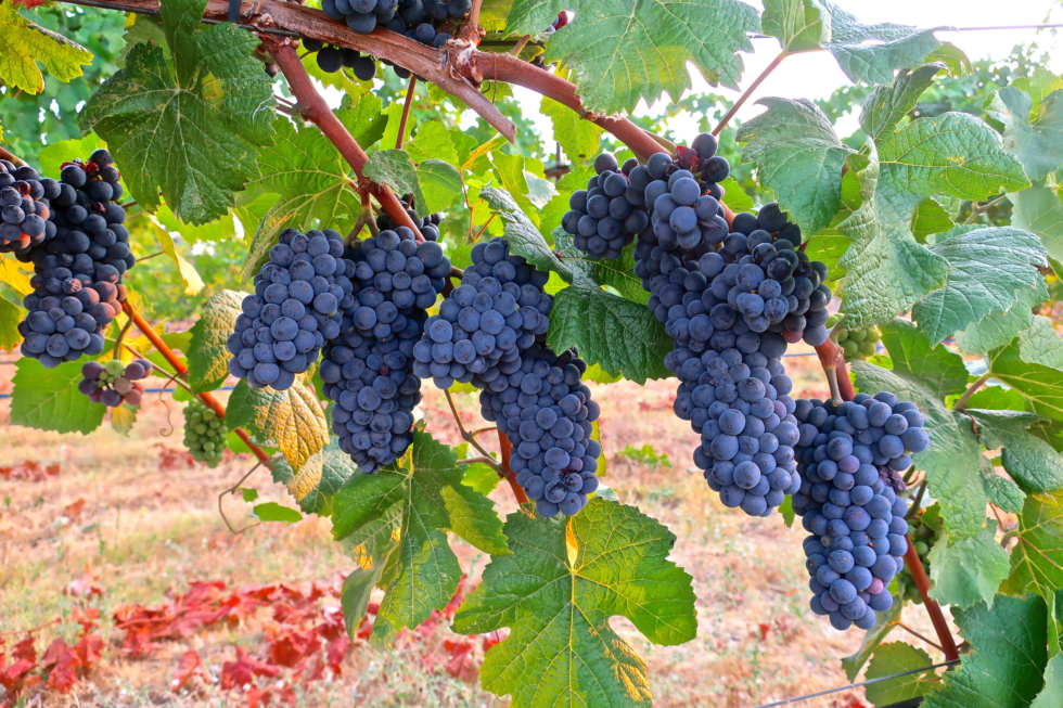 VARIETY FOCUS: PINOT VARIETIES | Lodi Growers