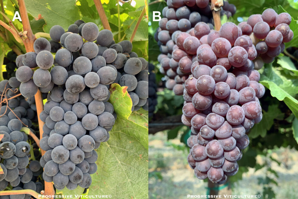VARIETY FOCUS: PINOT VARIETIES | Lodi Growers