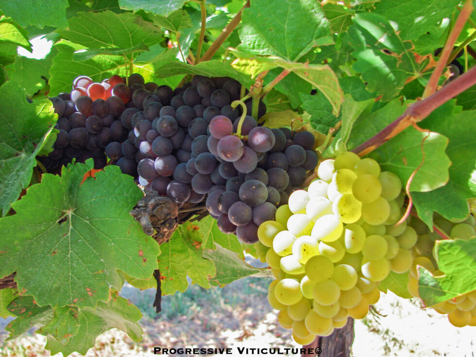 VARIETY FOCUS: PINOT VARIETIES | Lodi Growers