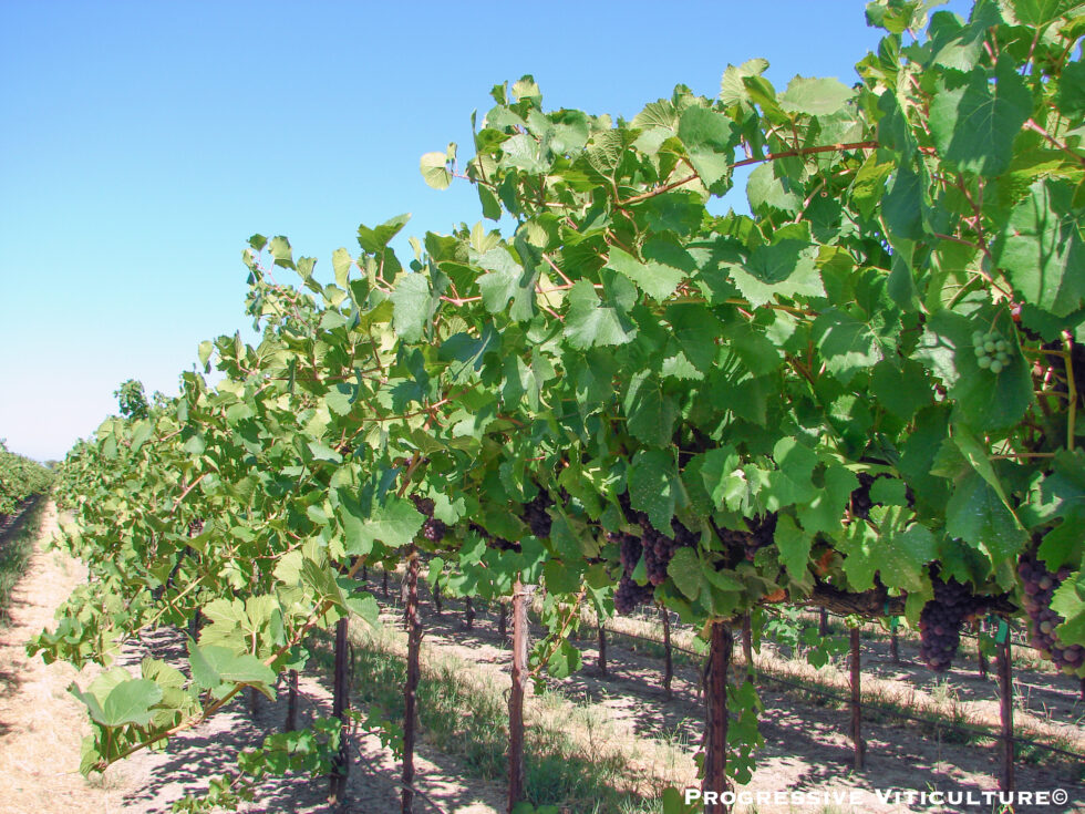 VARIETY FOCUS: PINOT VARIETIES | Lodi Growers