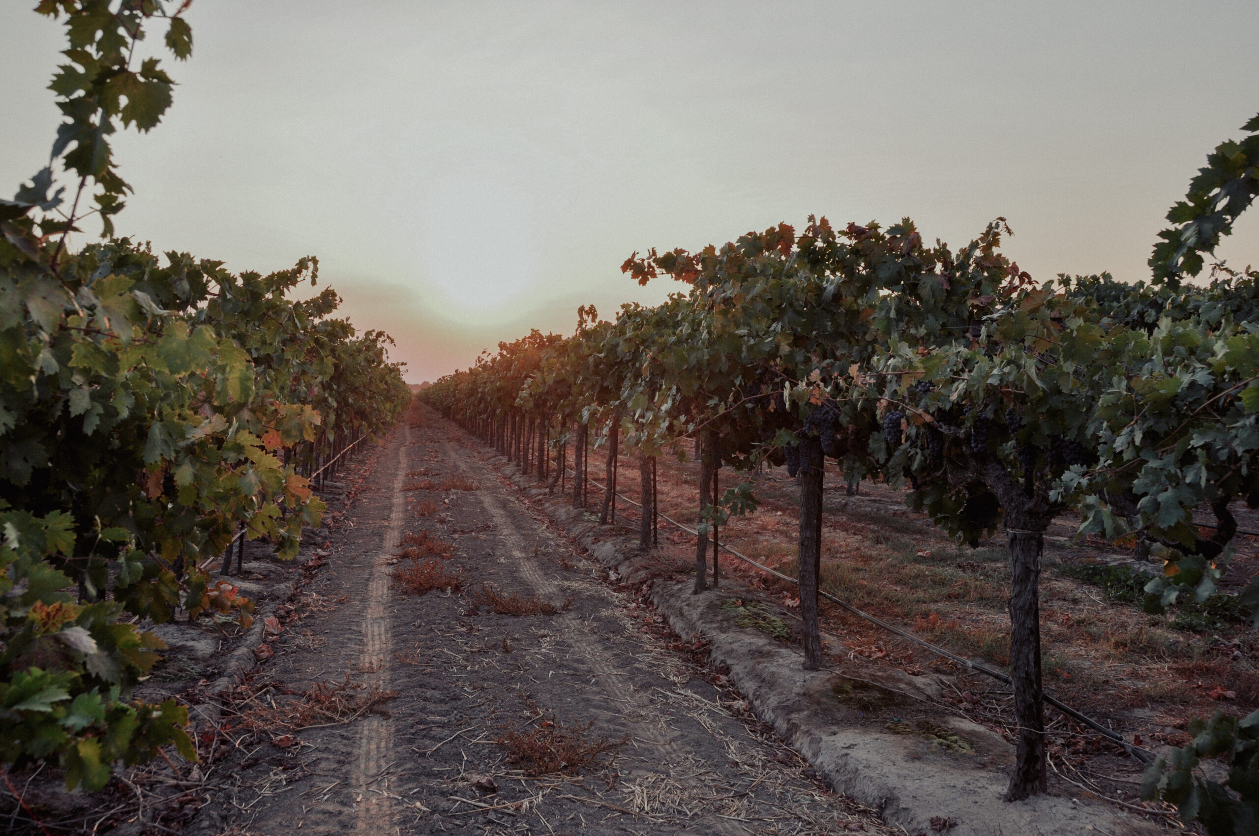 Lodi Growers | Lodi Growers